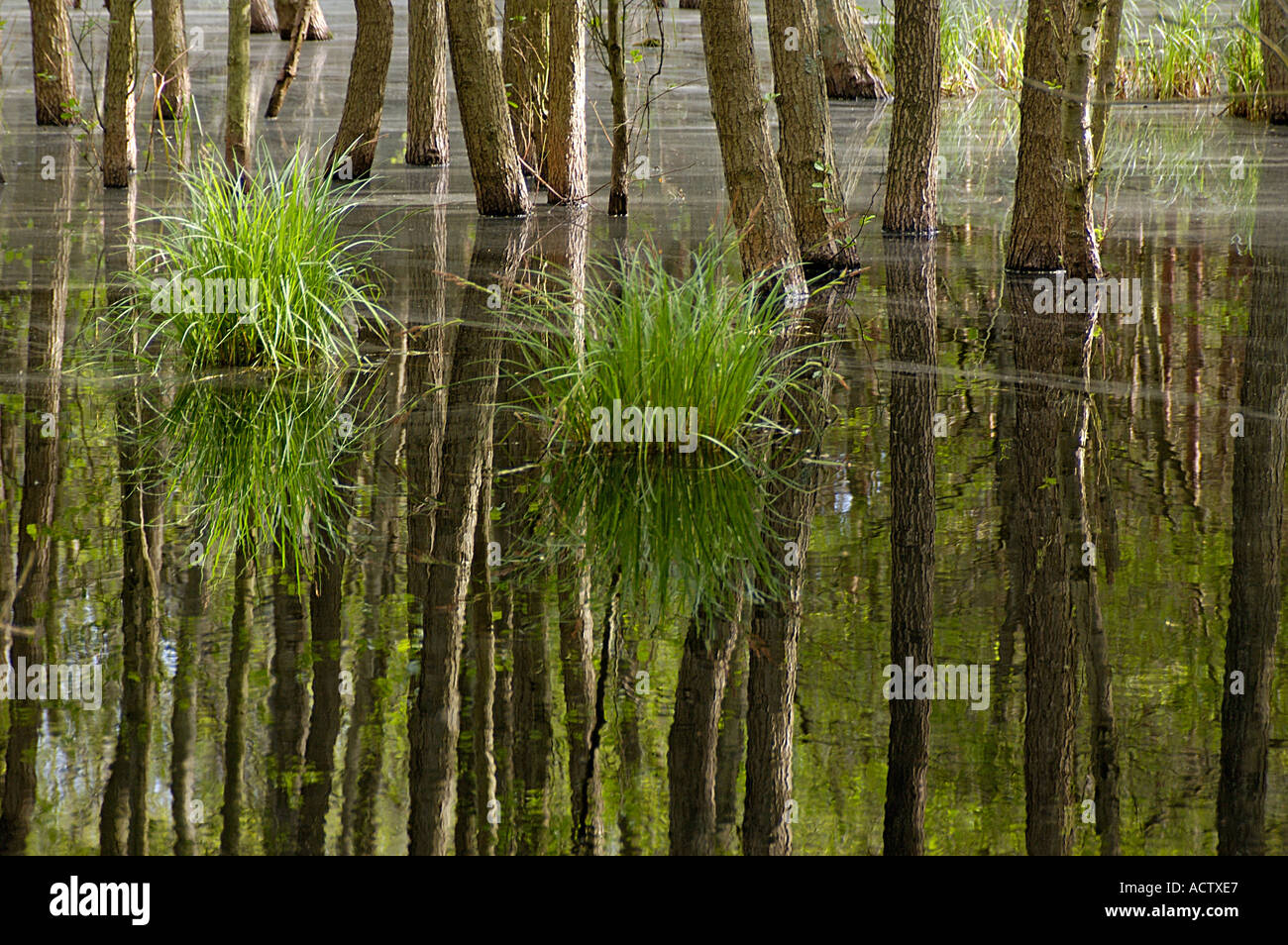 Swamp in the woods of National Park Vorpommersche Boddenlandschaft ...
