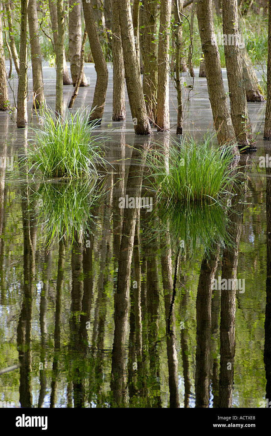Swamp in the woods of National Park Vorpommersche Boddenlandschaft ...