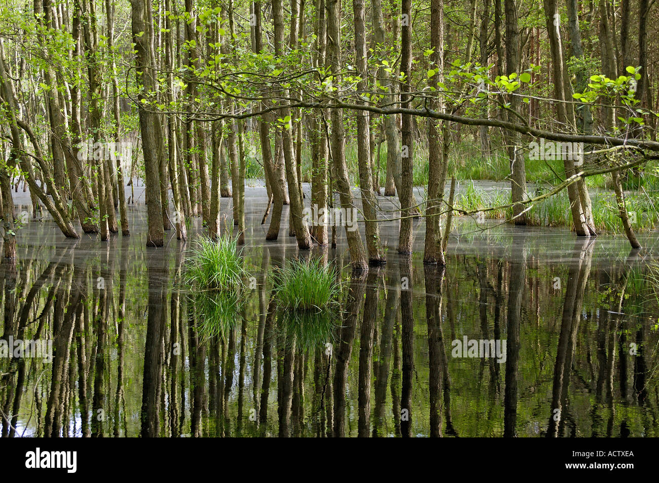 Swamp in the woods of National Park Vorpommersche Boddenlandschaft ...