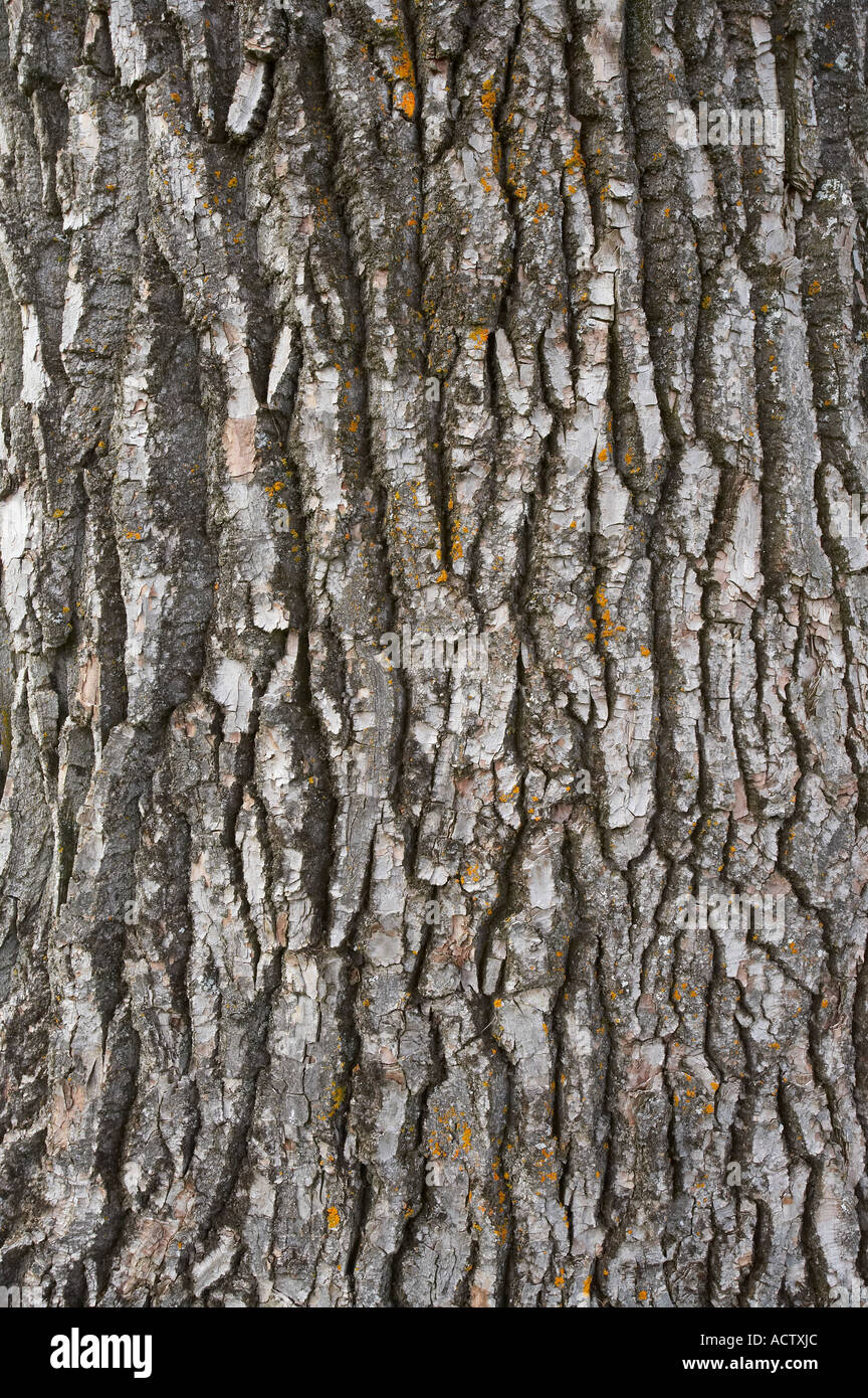 Tree trunk i hi-res stock photography and images - Alamy