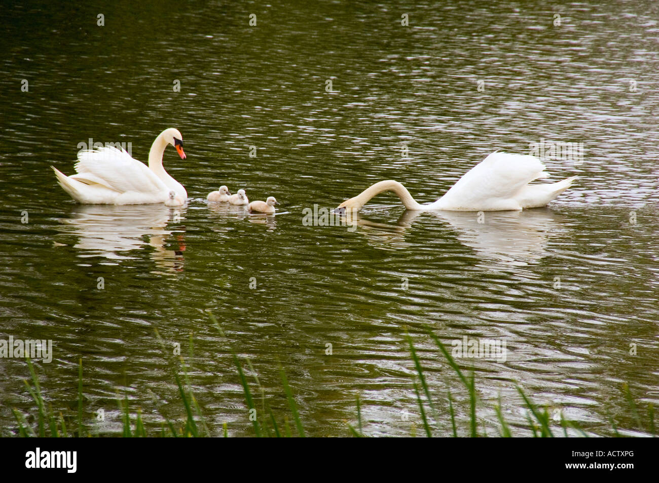 Swans and their chicks Stock Photo - Alamy