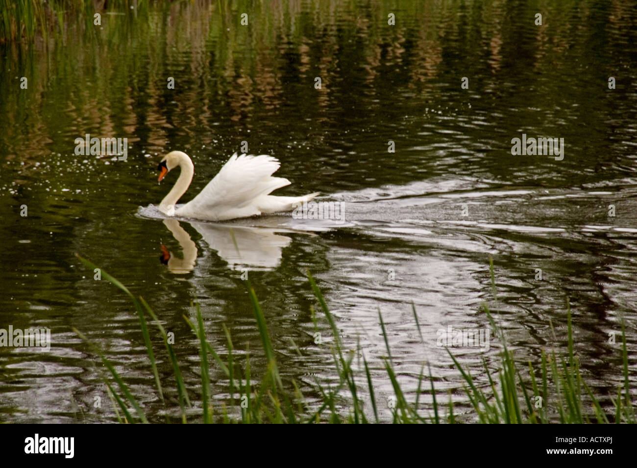 A swimming Swan leaving trail in water Stock Photo - Alamy