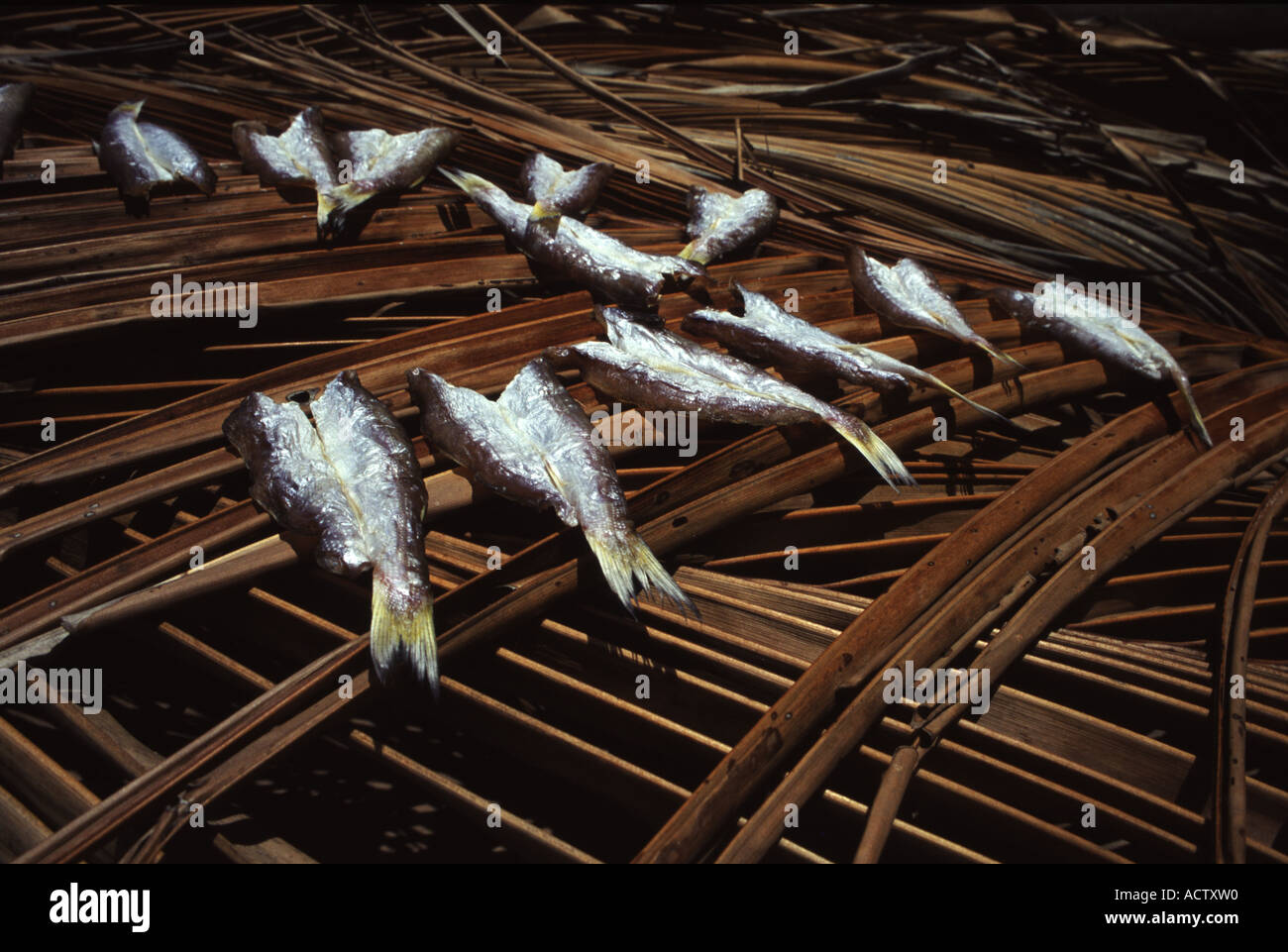 Eating palm fronds hi-res stock photography and images - Alamy