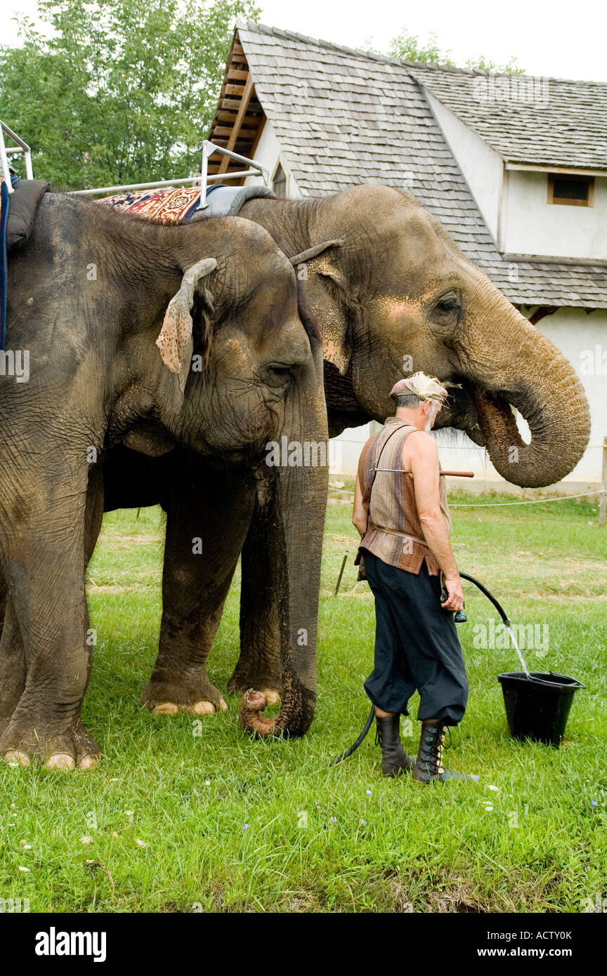 Elephant keeper filling water in a bucket while elephants are drinking ...