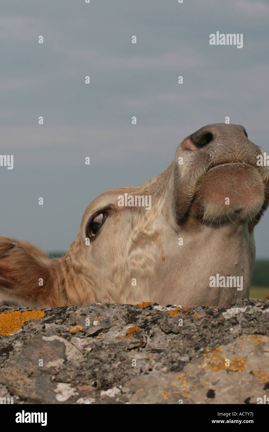 Cow looking over a stone wall Stock Photo - Alamy