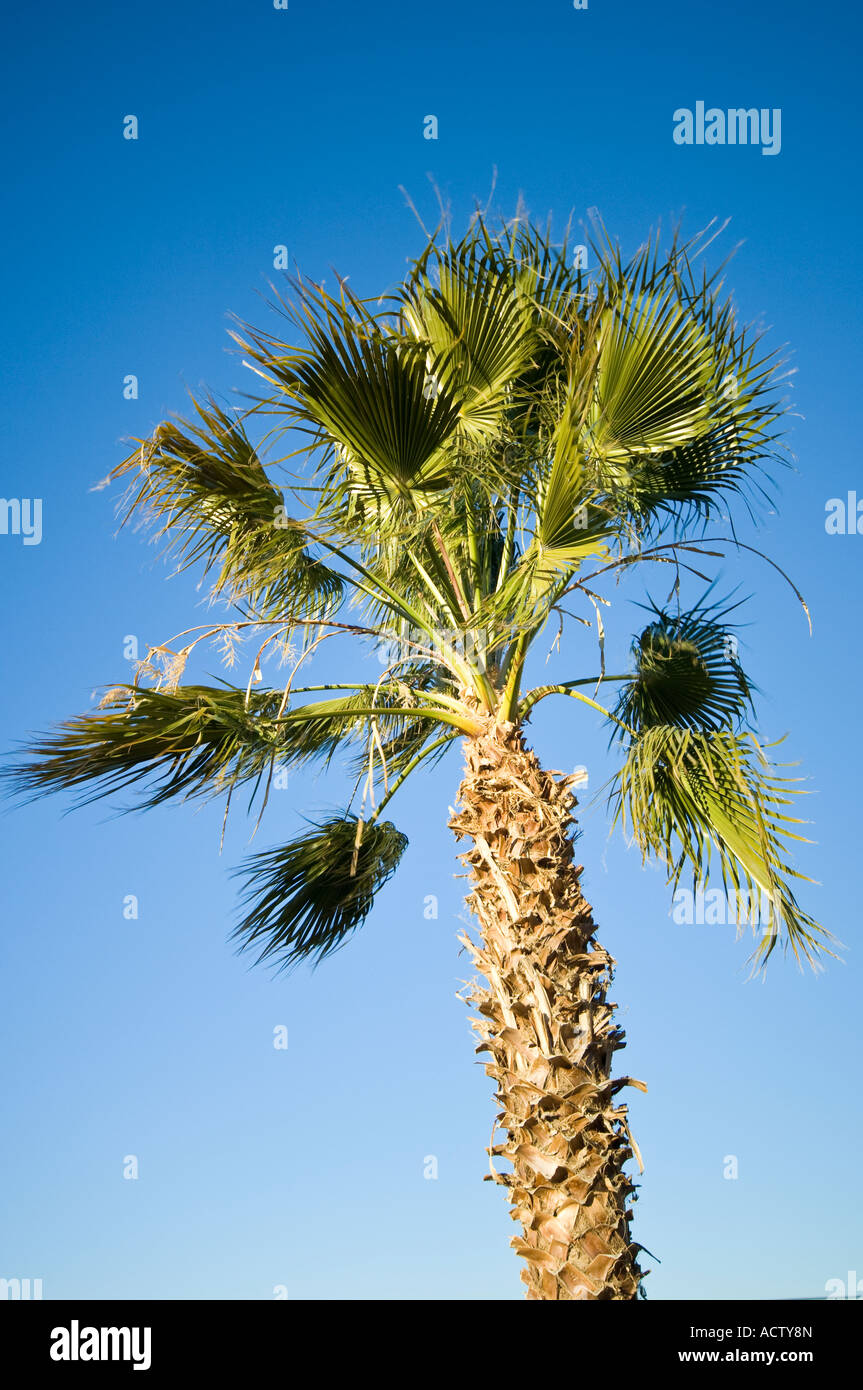 Palm tree kalahari desert Namibia Stock Photo - Alamy