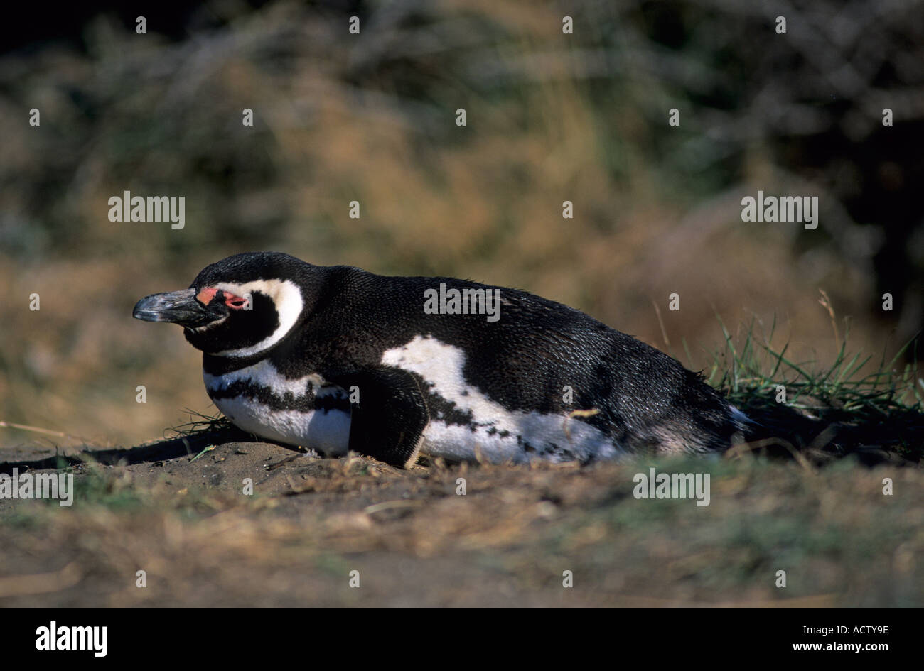 Magellanic penguin Sphenicus magellanicus on Isla Magdalena Patagonia ...