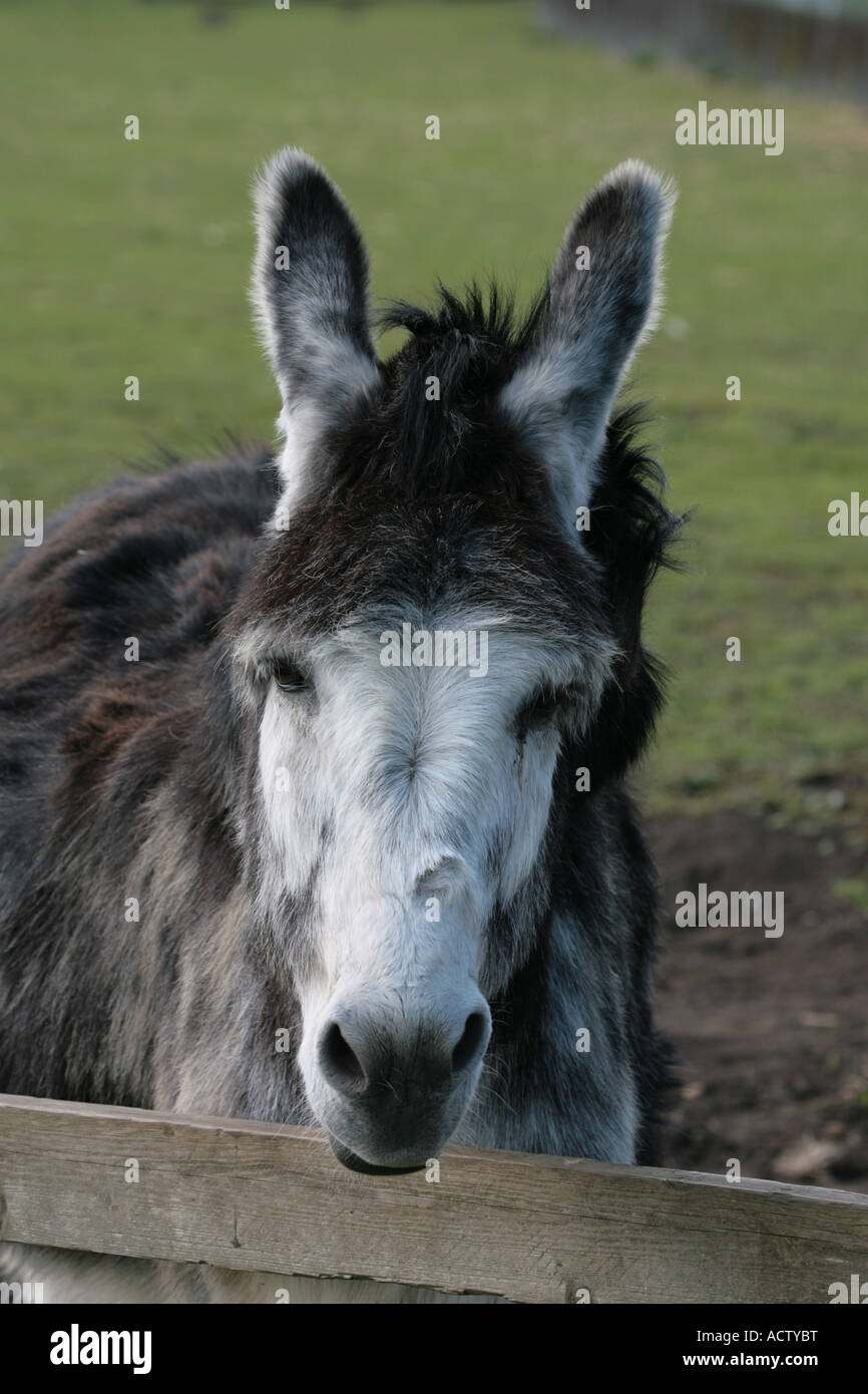 Donkey farm gate hi-res stock photography and images - Alamy