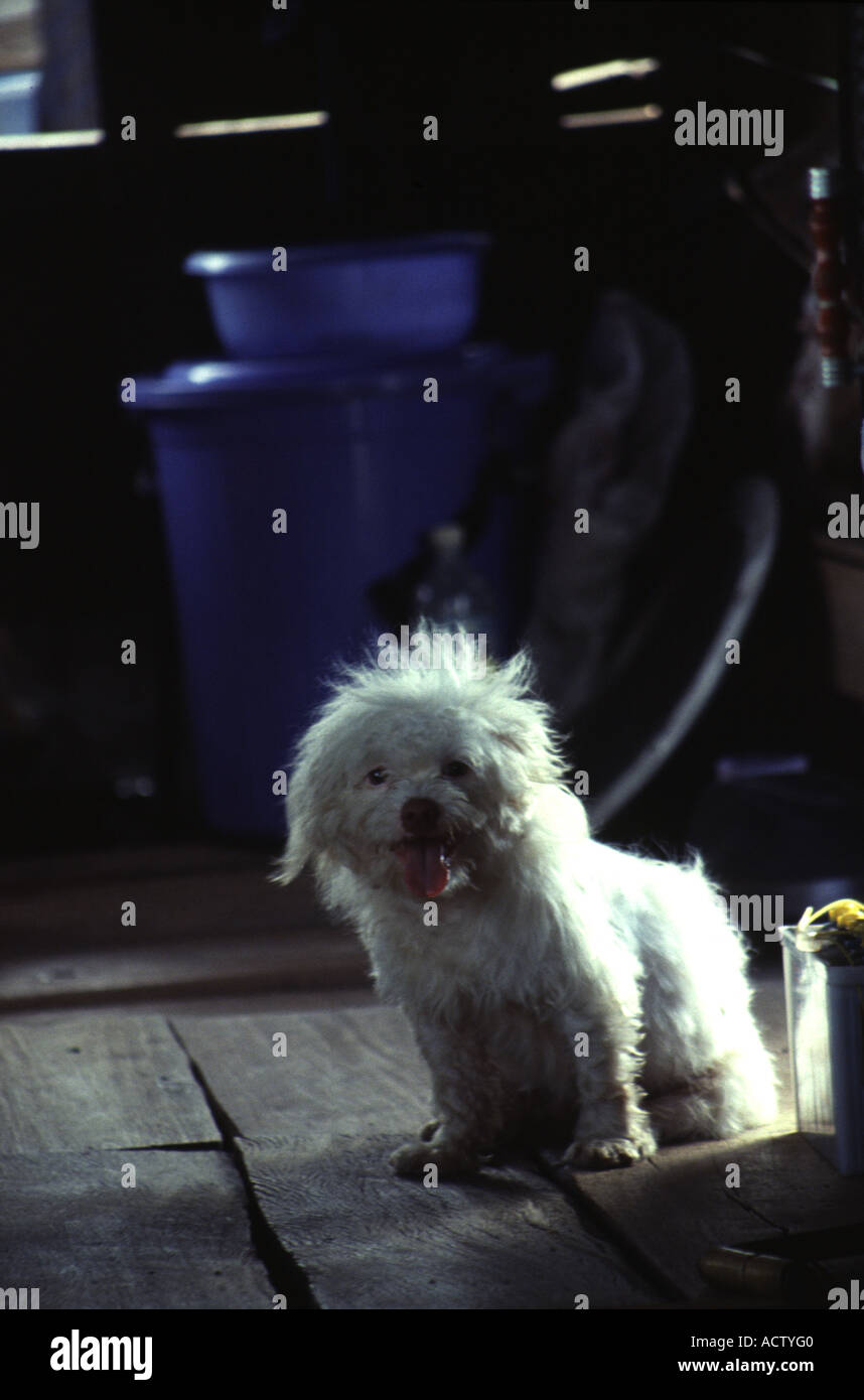 The first Dog man s his post on a boat plying the Perfume river through ...