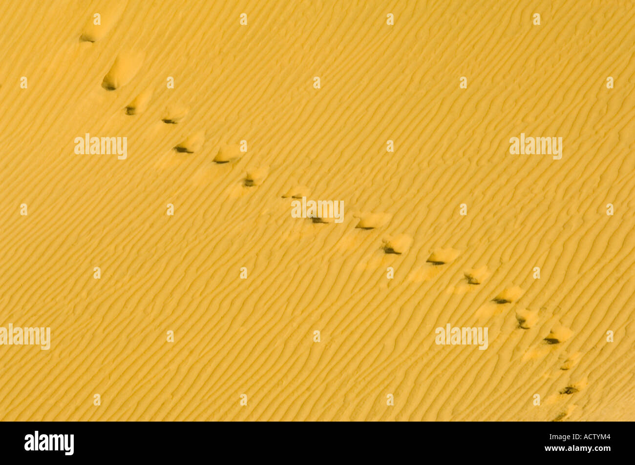 A curved diagonal line of footprints made in the sand of the dunes in ...