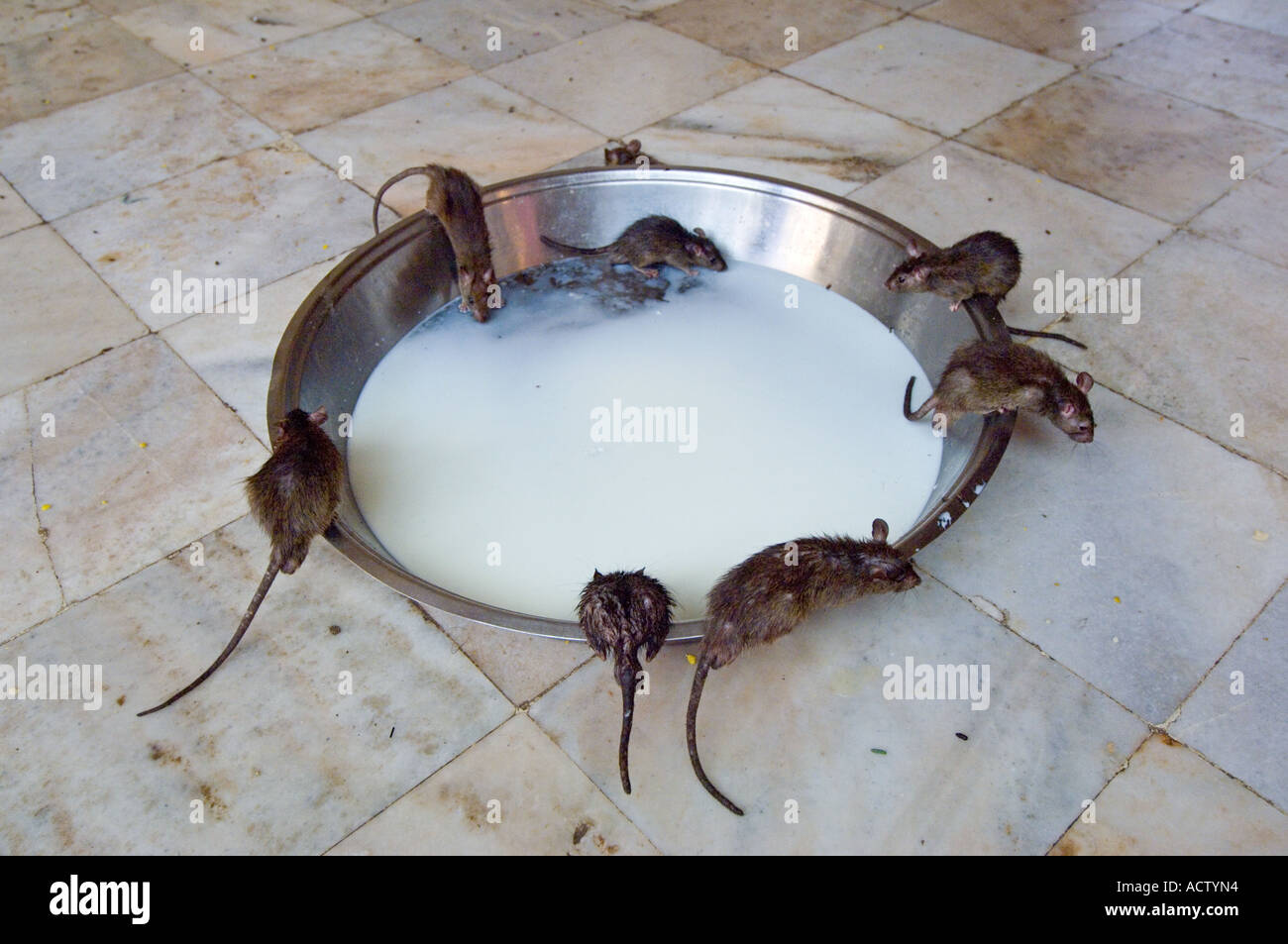 Vermin attraction hi-res stock photography and images - Alamy