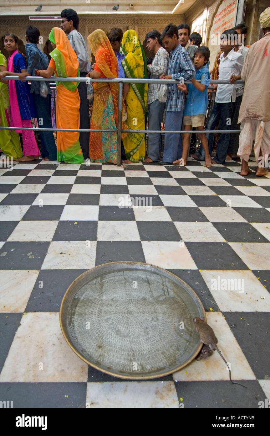 Inside of the Karni Mata Temple (Rat Temple) with pilgrims queueing to ...