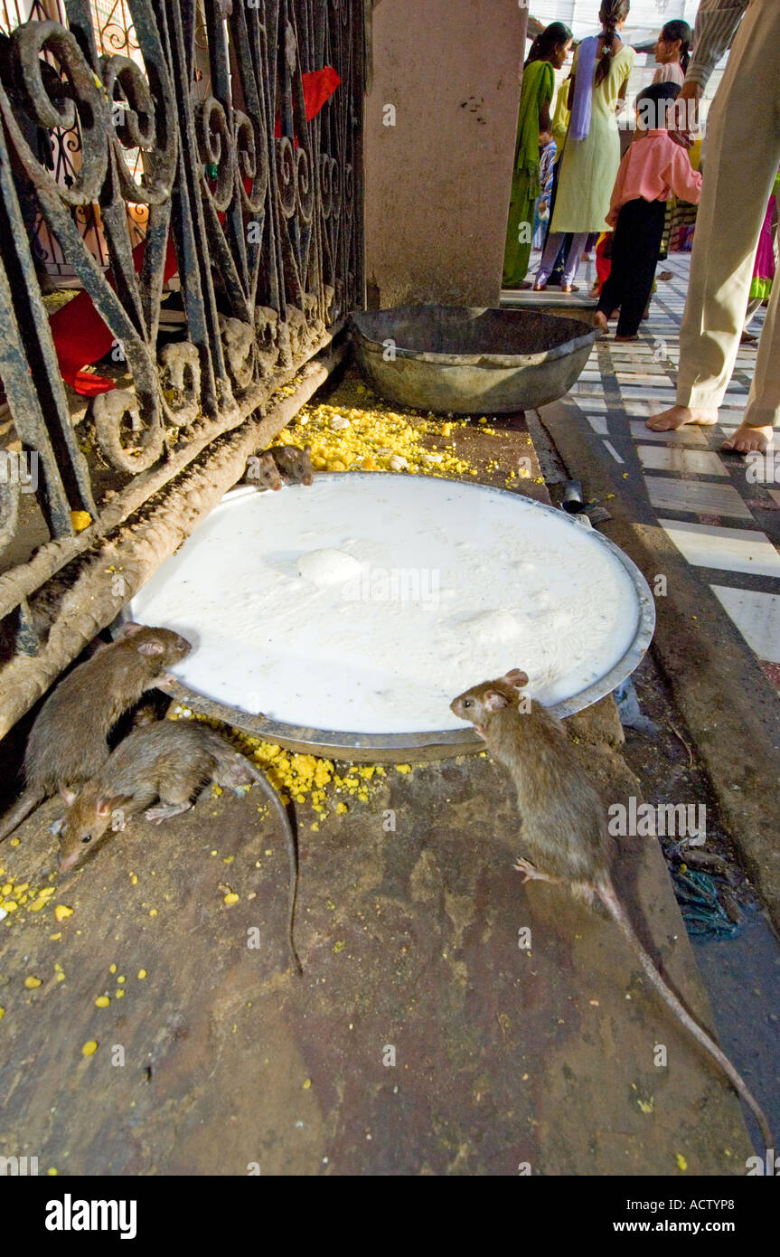 Inside the Karni Mata Temple (Rat Temple) with rats drinking from a ...