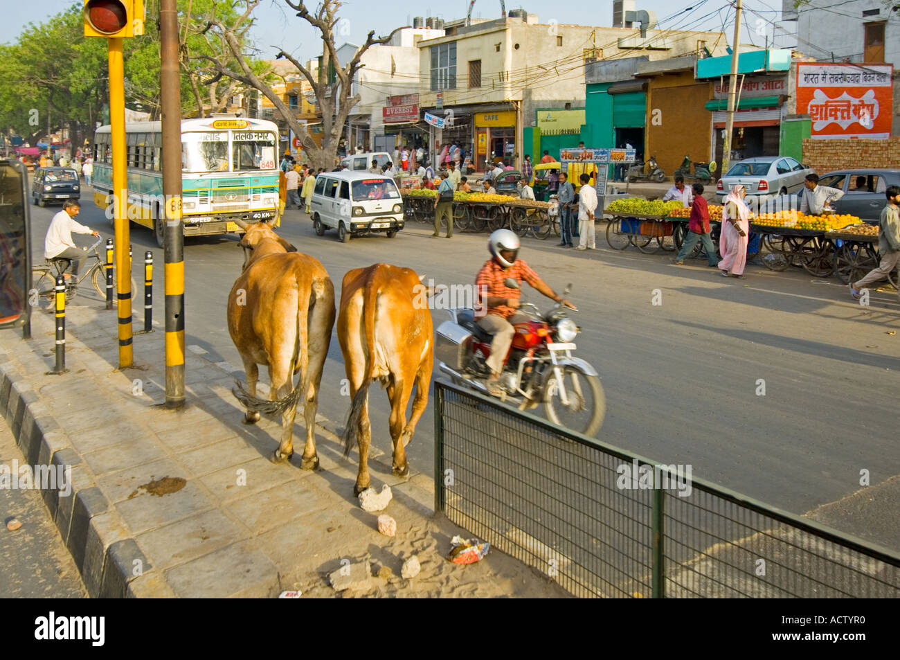 Typical scene street cow india hi-res stock photography and images - Alamy