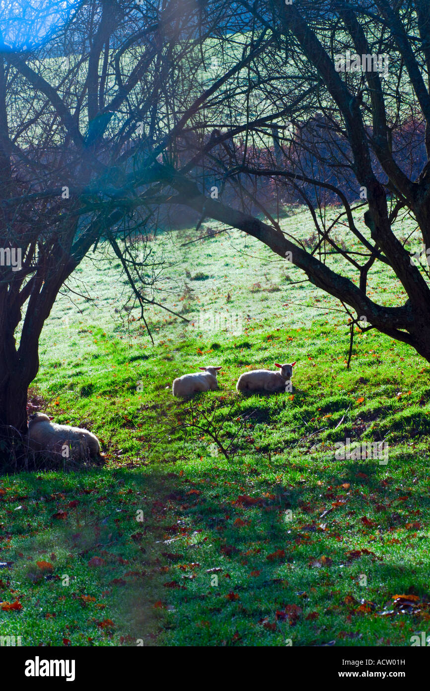 Meadow and sheep hi-res stock photography and images - Alamy