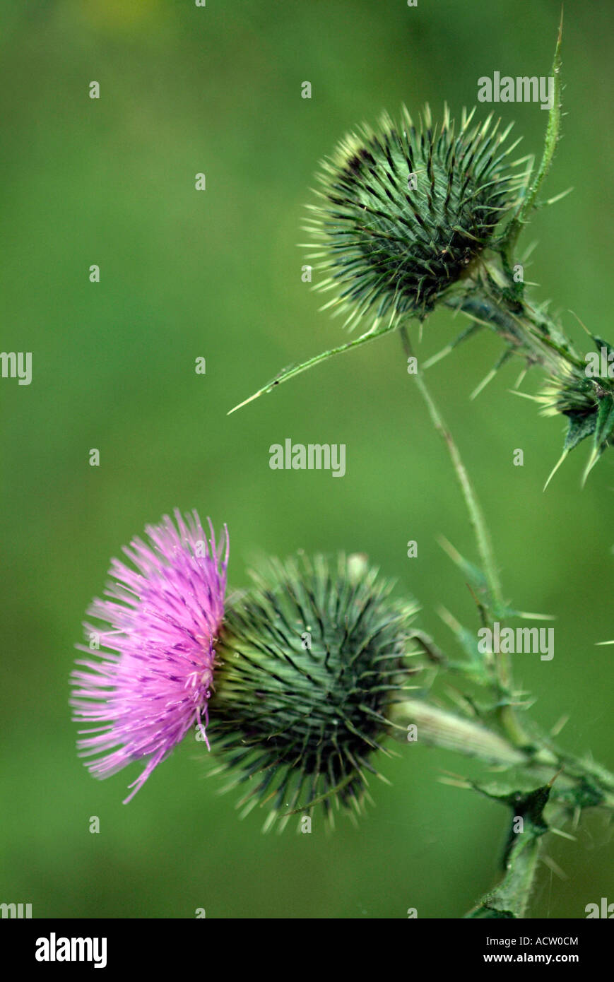 thistle (cirsium vulgare Stock Photo - Alamy