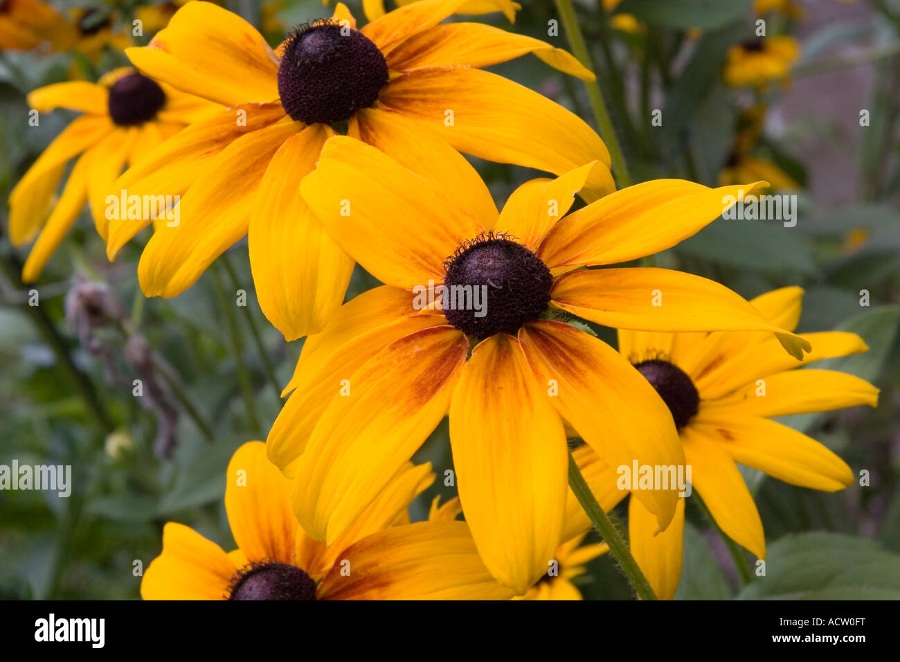 Black Eyed Susan Flowers horizontal Stock Photo - Alamy