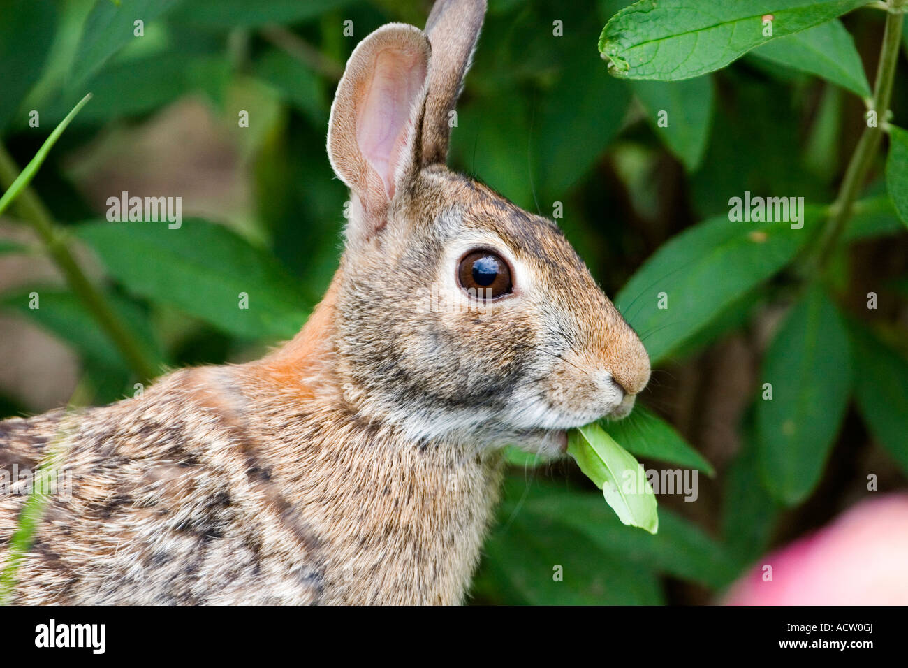 Cottontail Rabbit chewing vegetation horizontal Stock Photo - Alamy