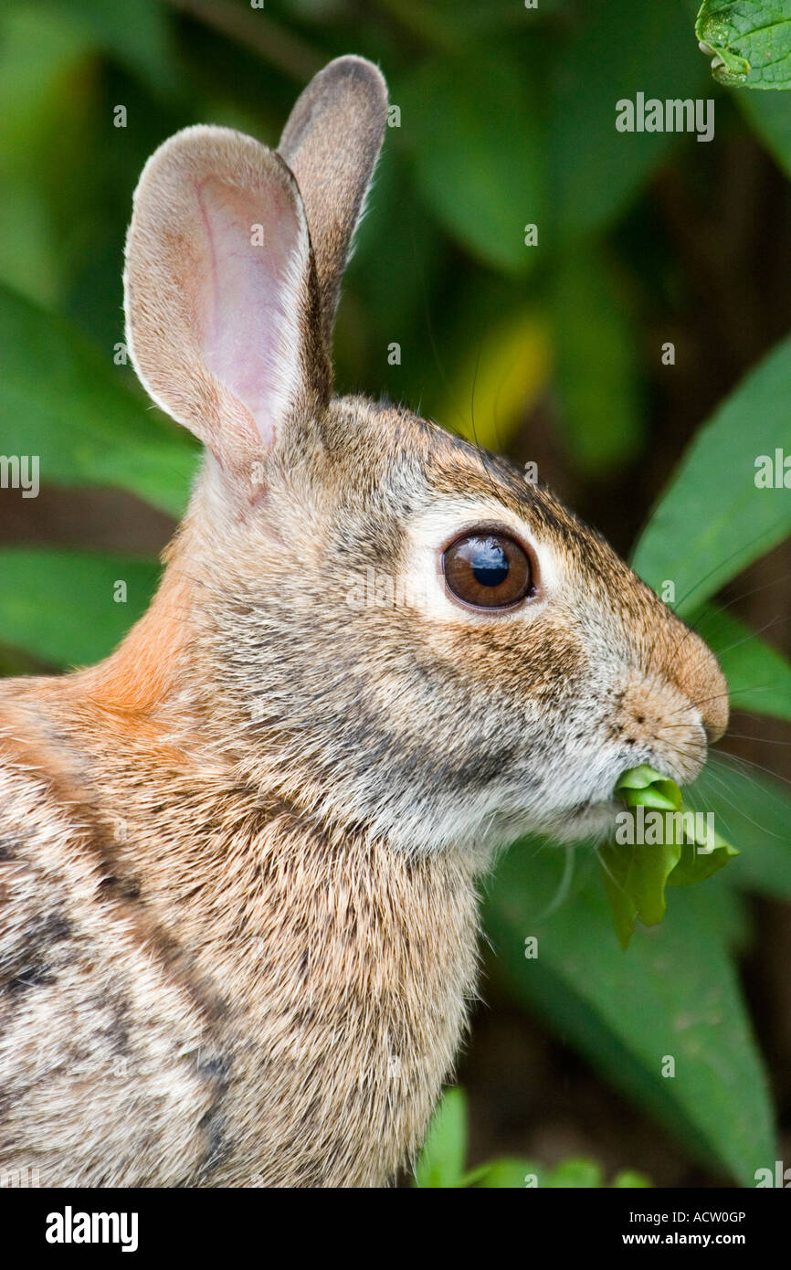 Cottontail Rabbit close up of head while eating vegetation Stock Photo ...
