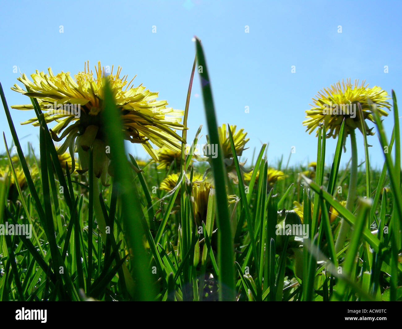 Dandelions in grassy field Stock Photo - Alamy