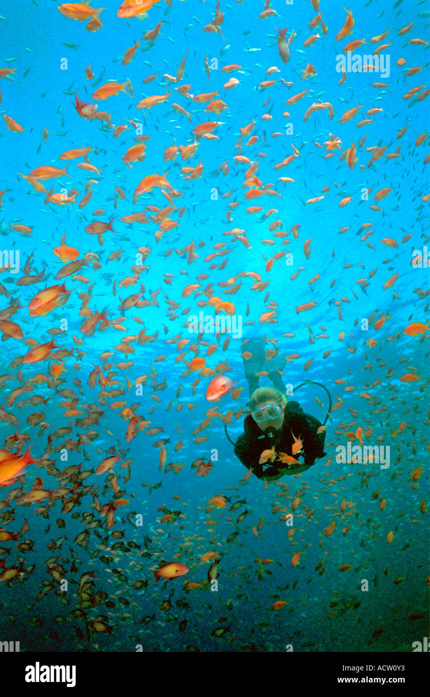 Person watching fish crowd hi-res stock photography and images - Alamy