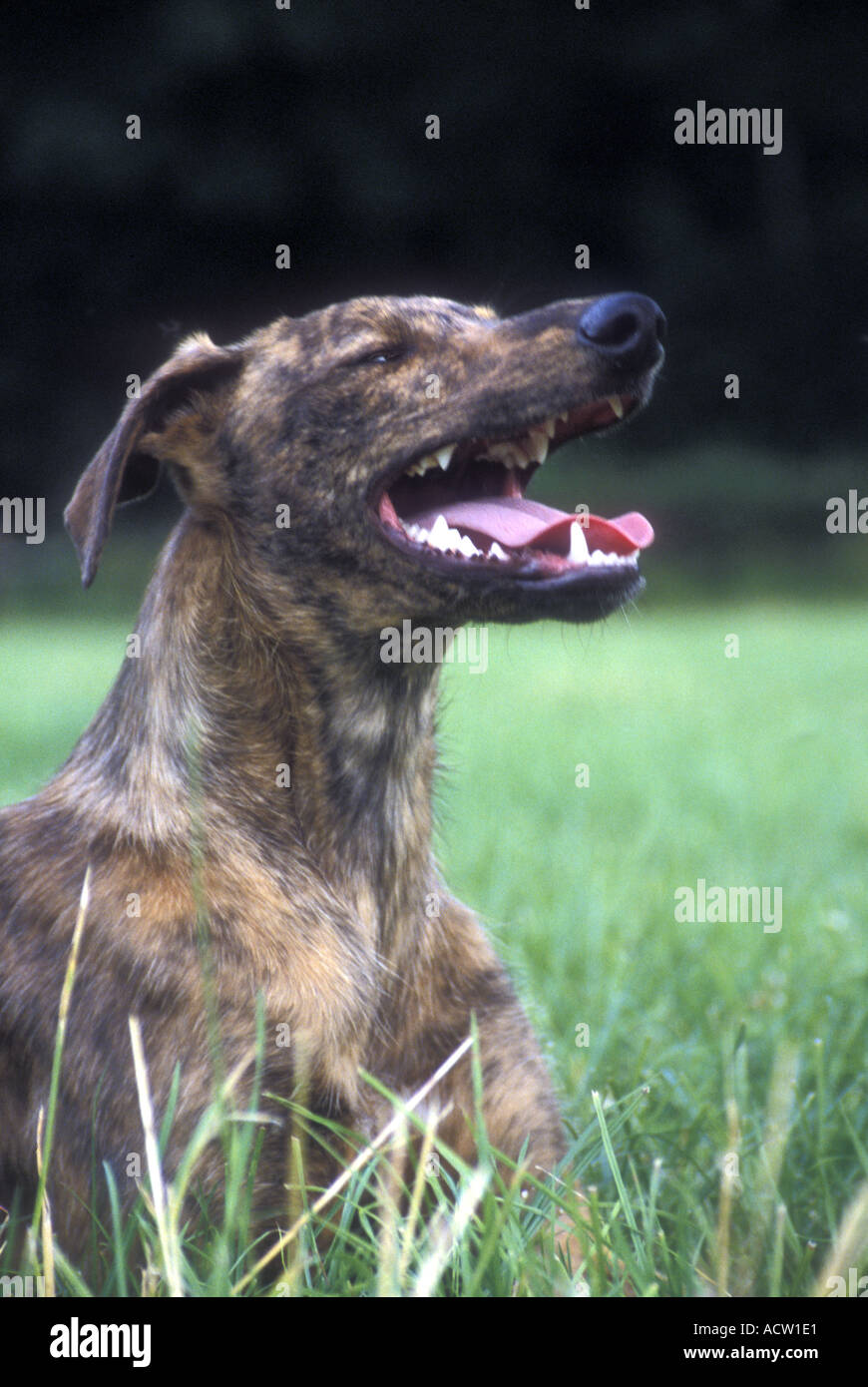 Vertical coursing hi-res stock photography and images - Alamy