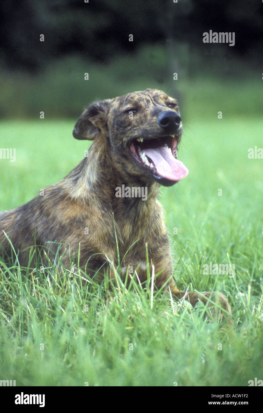 Lurcher hunting hi-res stock photography and images - Alamy