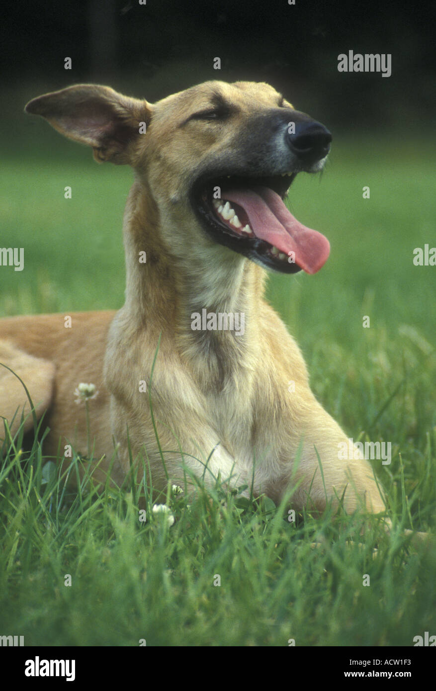 Lurcher hunting hi-res stock photography and images - Alamy