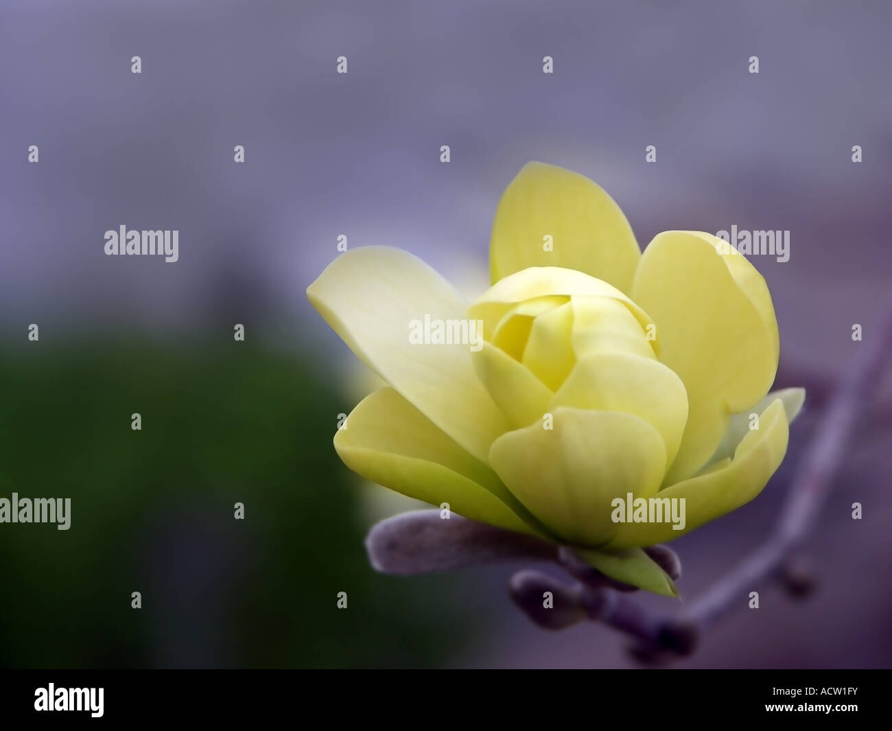 Magnolia flower heart hi-res stock photography and images - Alamy