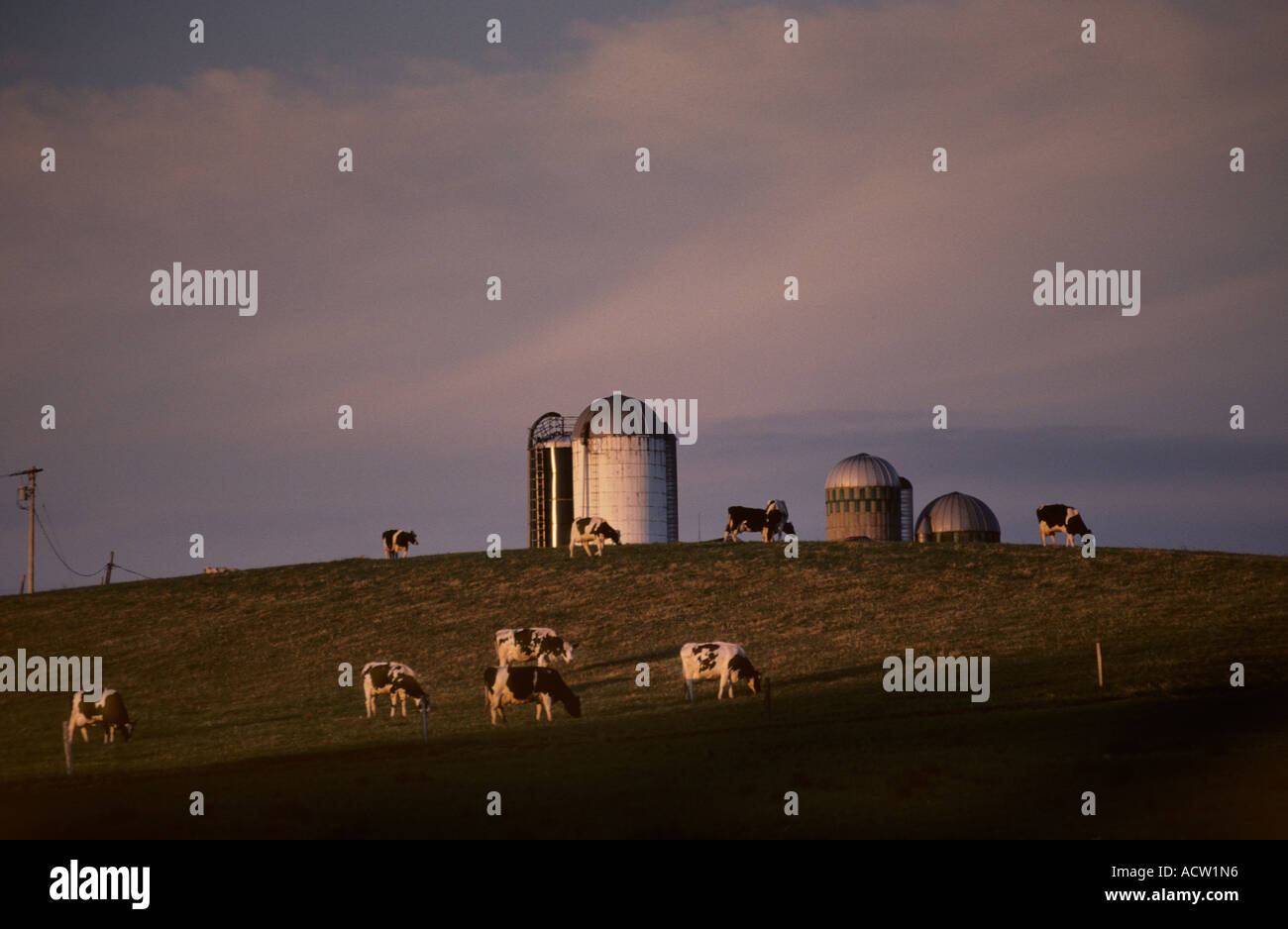 Dairy herd on New York state farm Stock Photo - Alamy