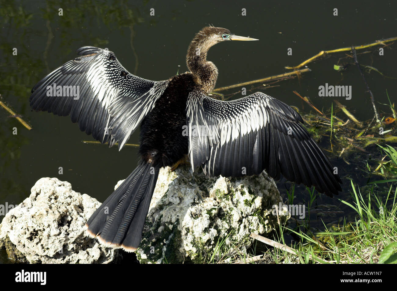 An anhinga bird drying its wings on the Anhinga Trail in Everglades ...