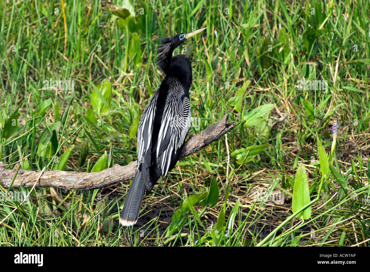 Male anhinga bird in nest hi-res stock photography and images - Alamy