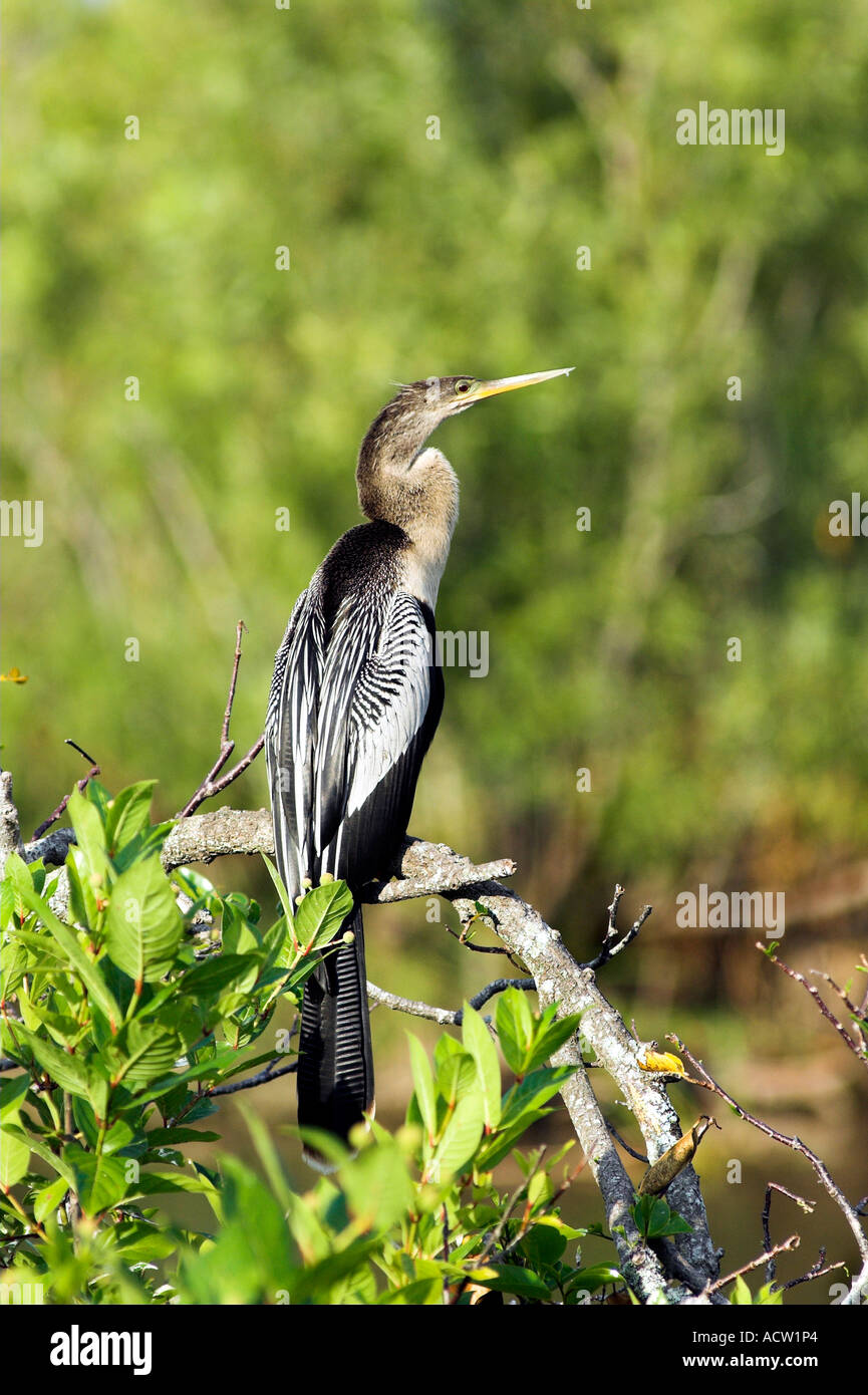 Female anhinga in a tree on the Anhinga Trail in Everglades National ...