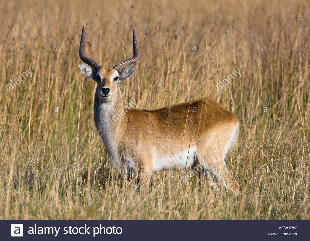 Lechwe Antelope Stock Photos & Lechwe Antelope Stock Images - Alamy