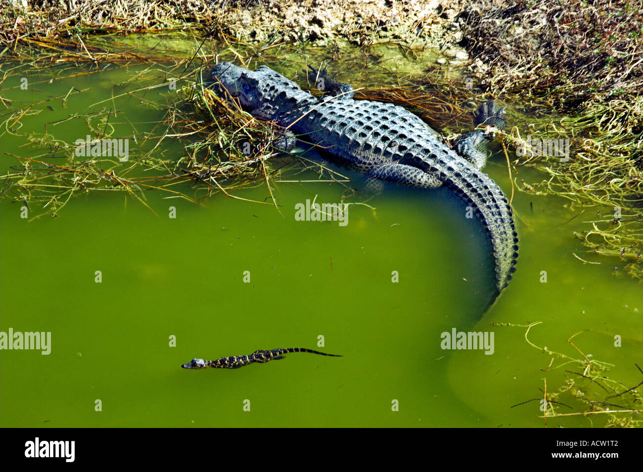 Female alligator nest hi-res stock photography and images - Alamy