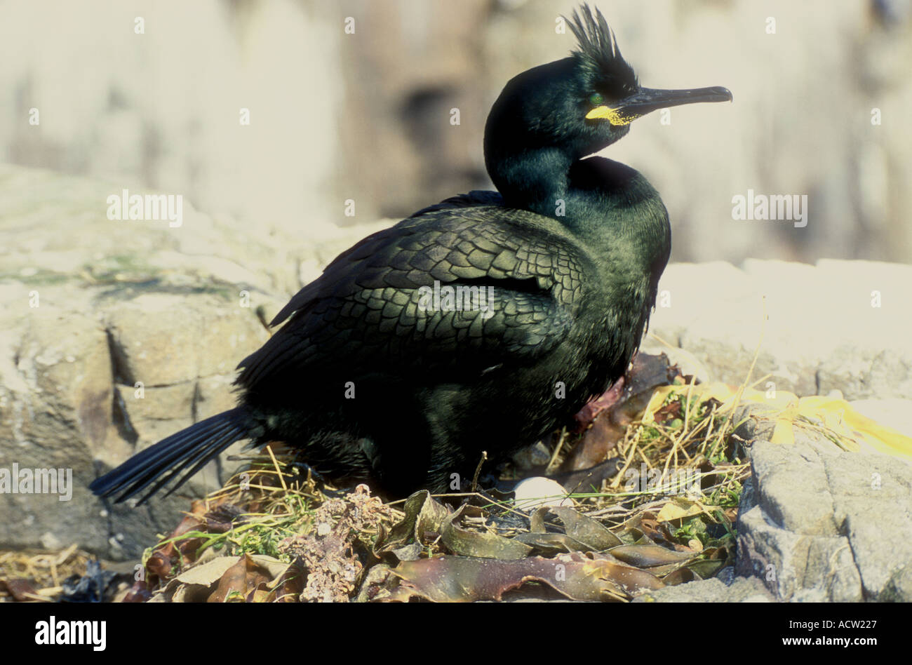Shag nest egg hi-res stock photography and images - Alamy