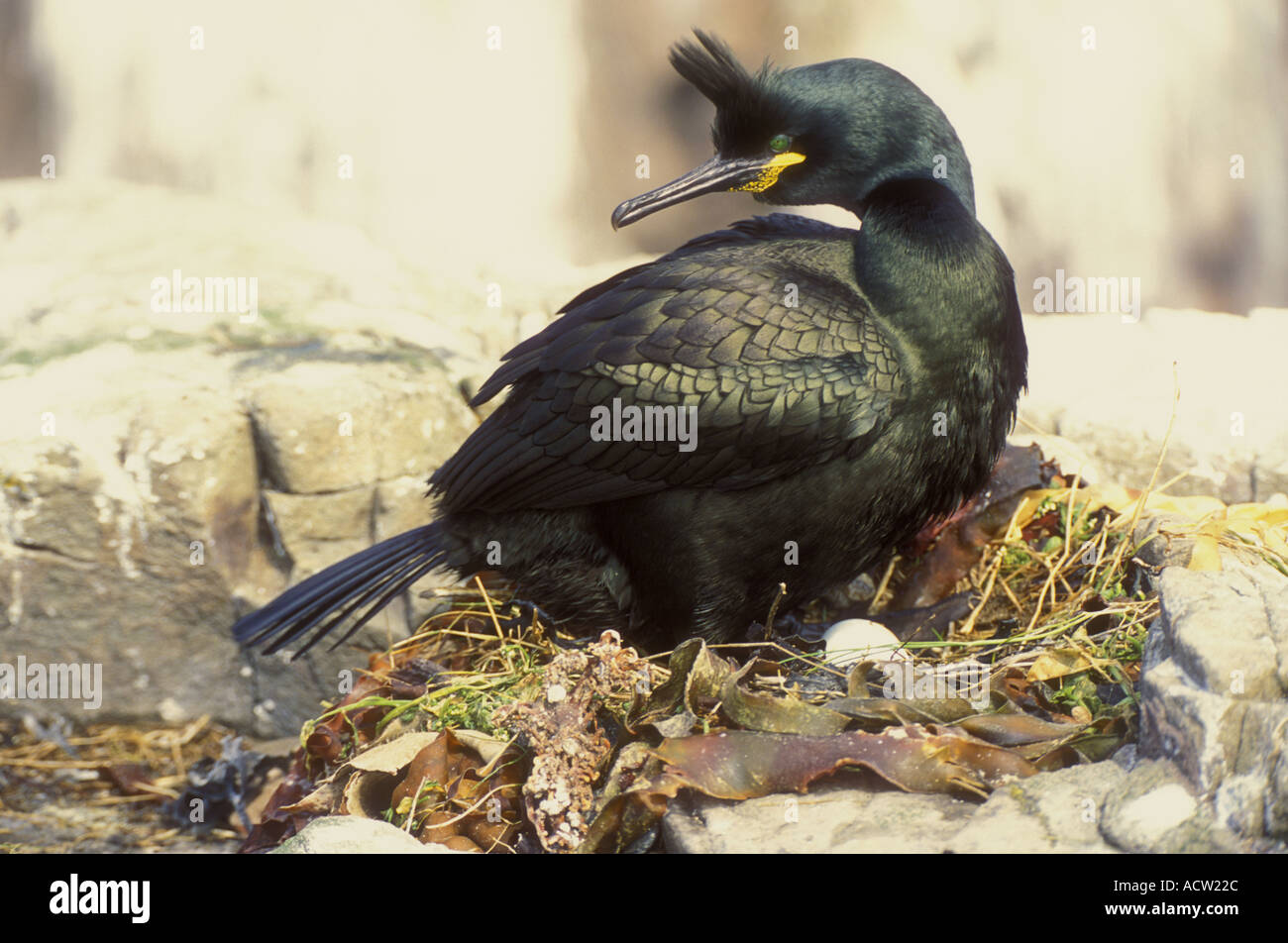 Shag nest egg hi-res stock photography and images - Alamy