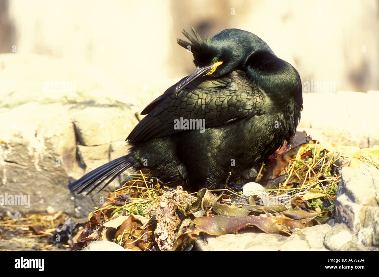 Shag nest egg hi-res stock photography and images - Alamy