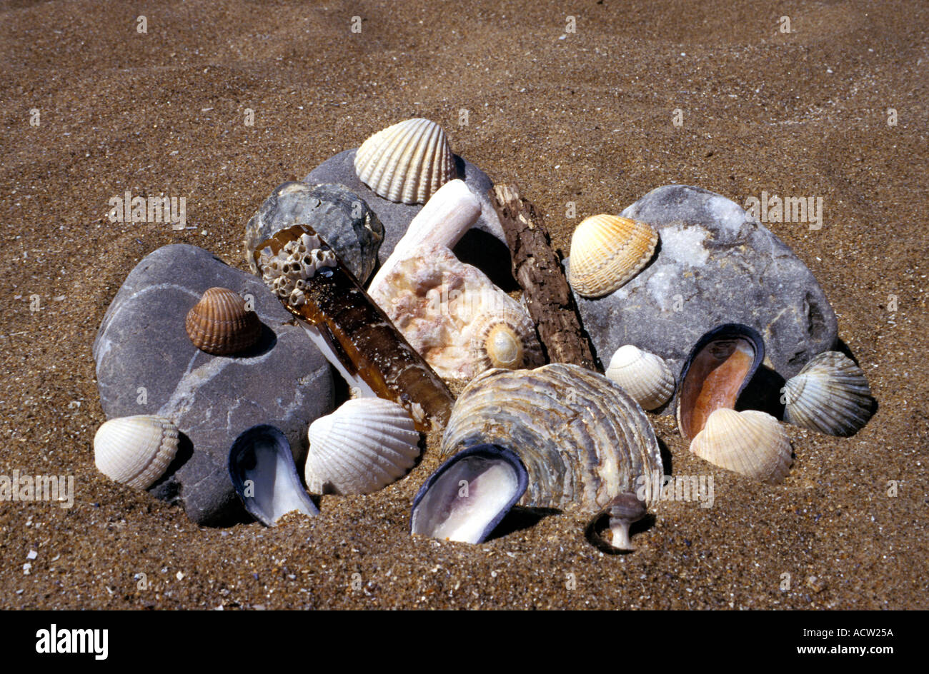 Gower shells hi-res stock photography and images - Alamy