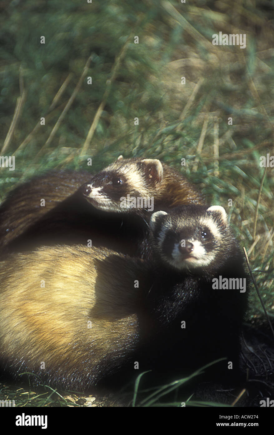 Polecat Like High Resolution Stock Photography and Images - Alamy