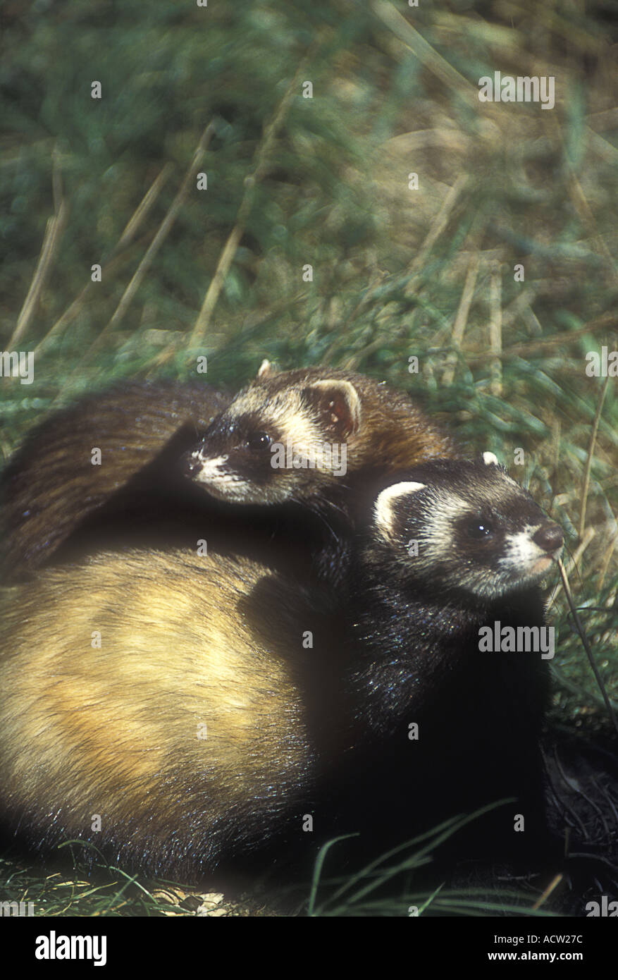 Polecat Like High Resolution Stock Photography and Images - Alamy