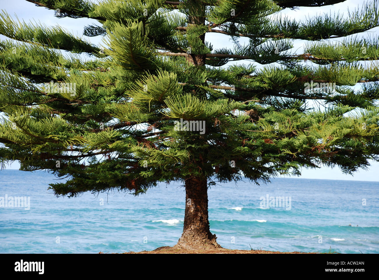 EVERGREEN BRANCHES OF TREE WITH SEA AND WAVES IN BACKGROUND BRONTE ...