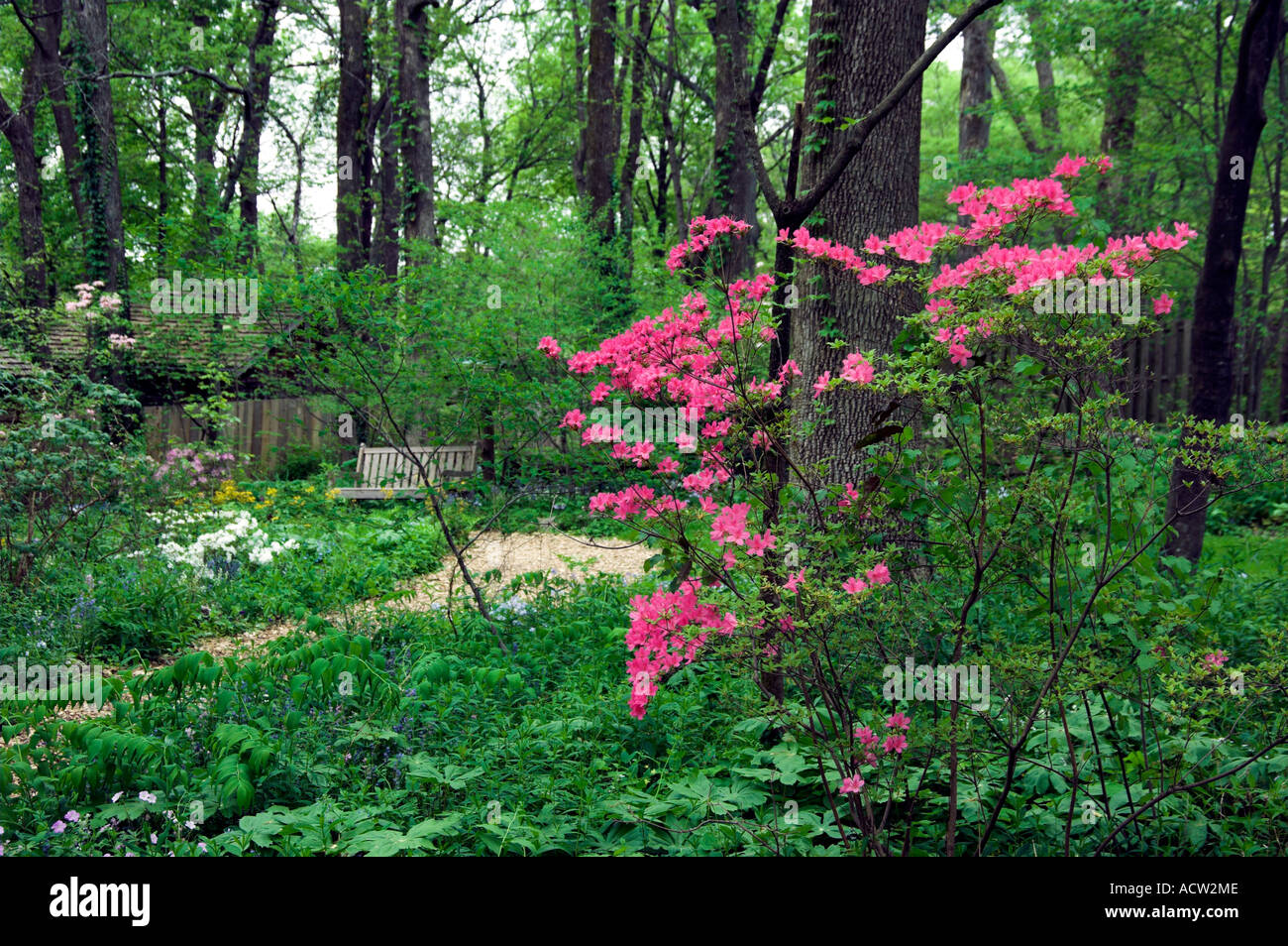 Deep pink azaleas bloom in a forest garden at the Cheekwood Botanical ...