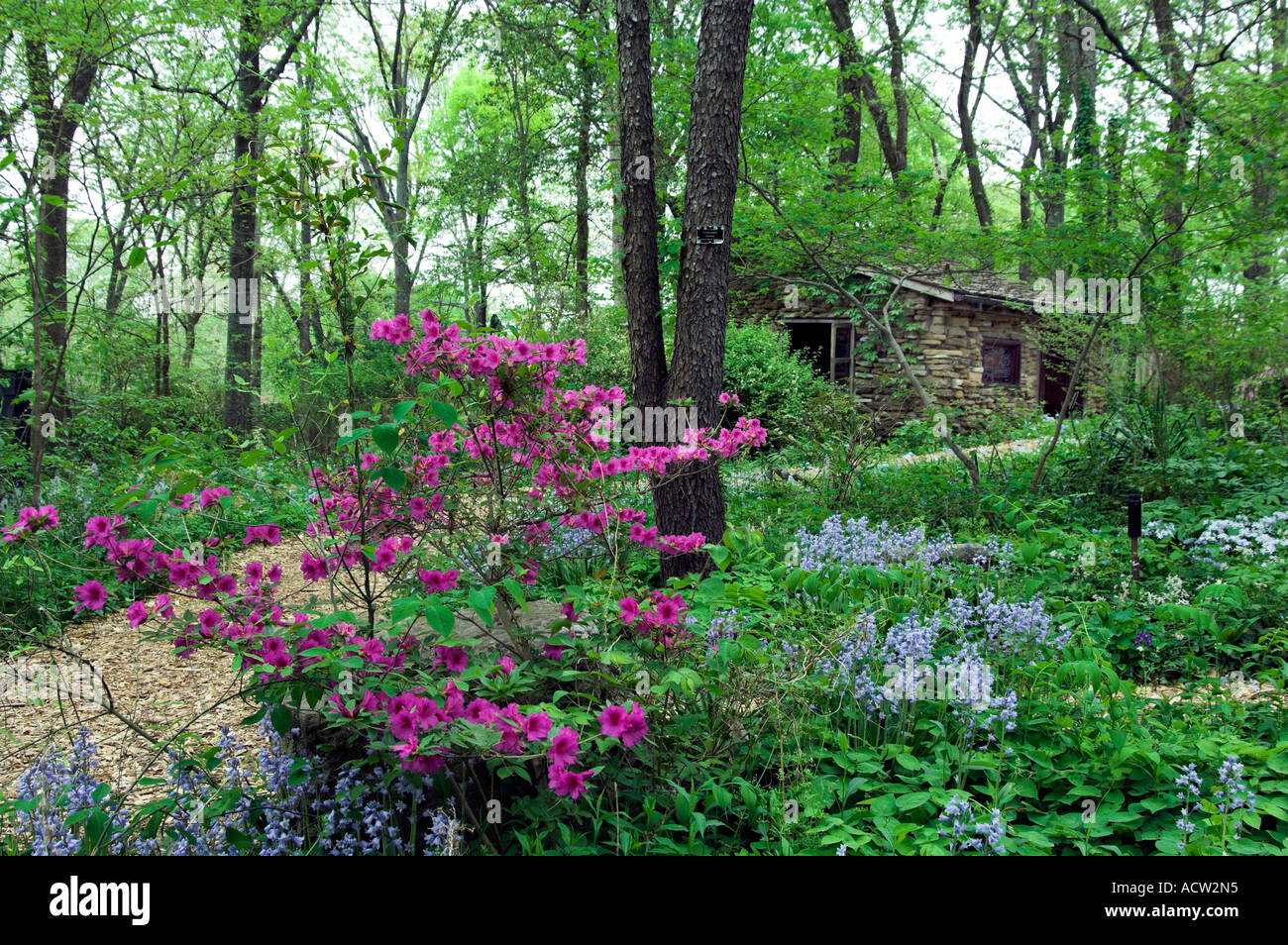 Deep pink azaleas and spring flowers bloom in a forest garden at the ...