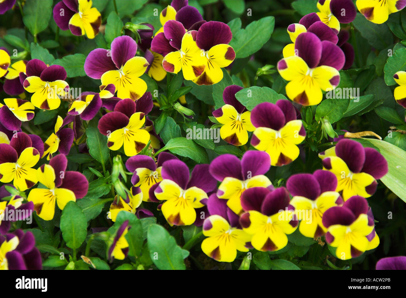 A flower bed of yellow and purple violets in bloom at the Cheekwood ...