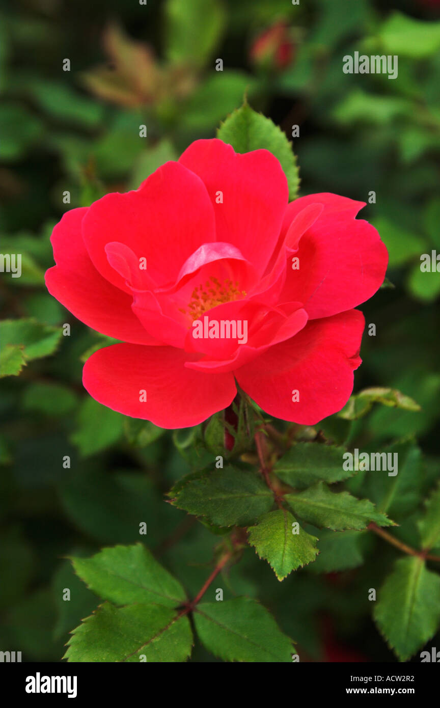 A red rose portrait at the Cheekwood Botanical Gardens in Nashville ...