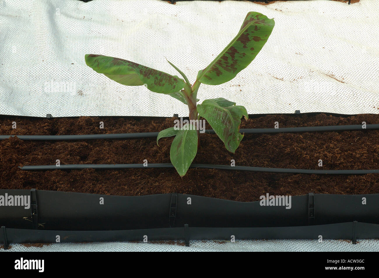 Trickle drip irrigation hi-res stock photography and images - Alamy