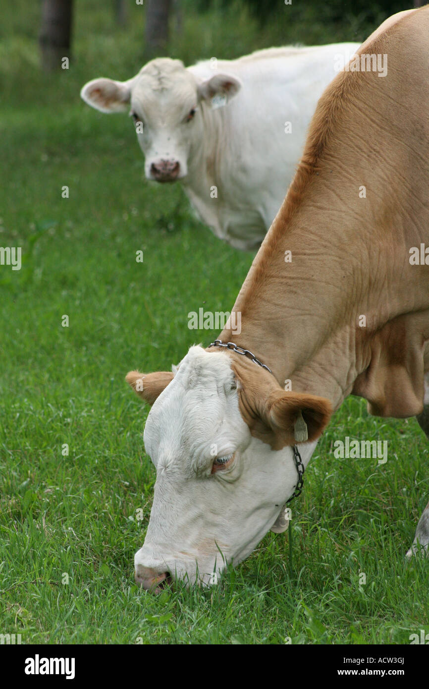 Two cows eating grass hi-res stock photography and images - Alamy