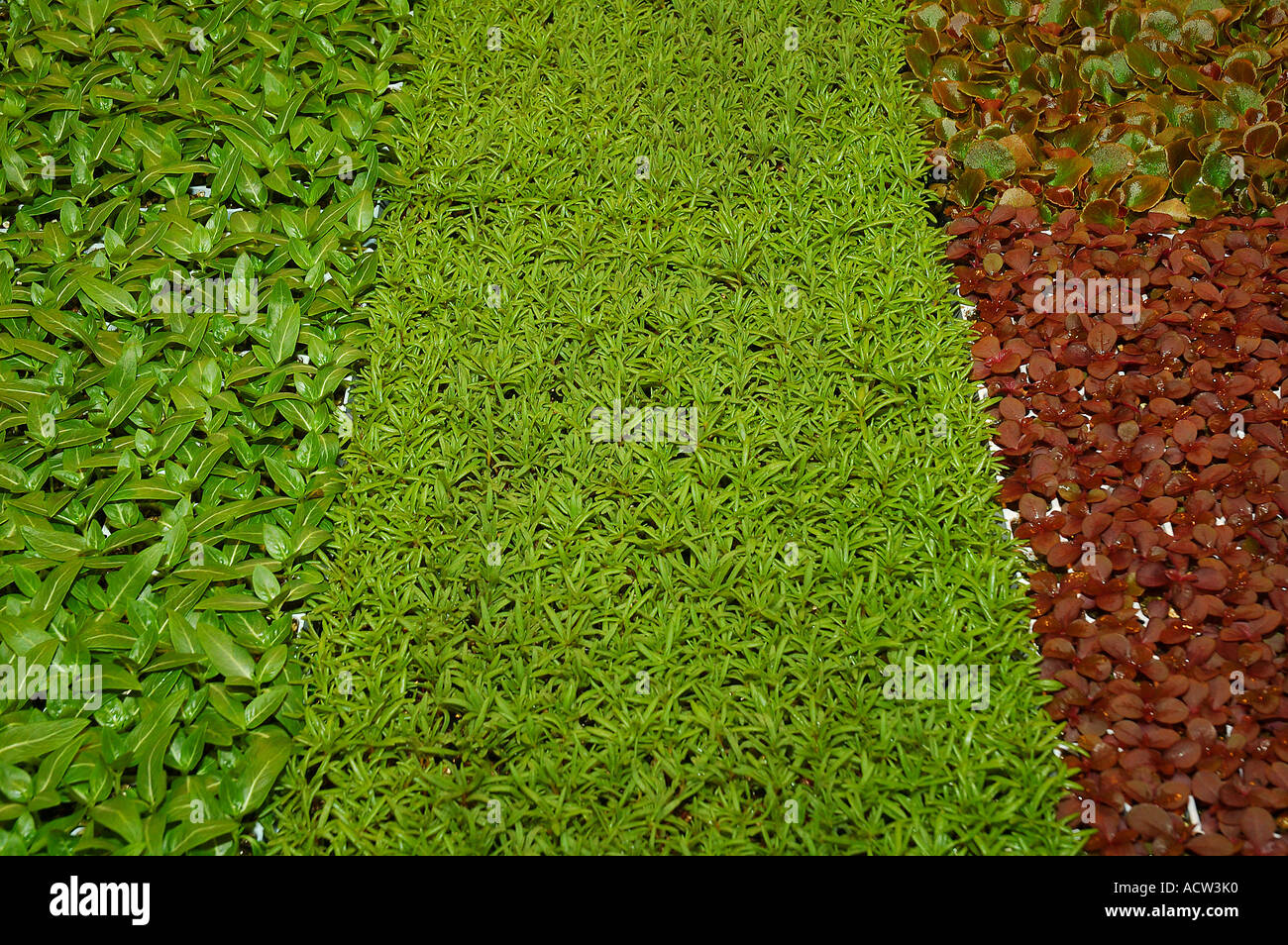 Process of seed germination hi-res stock photography and images - Alamy