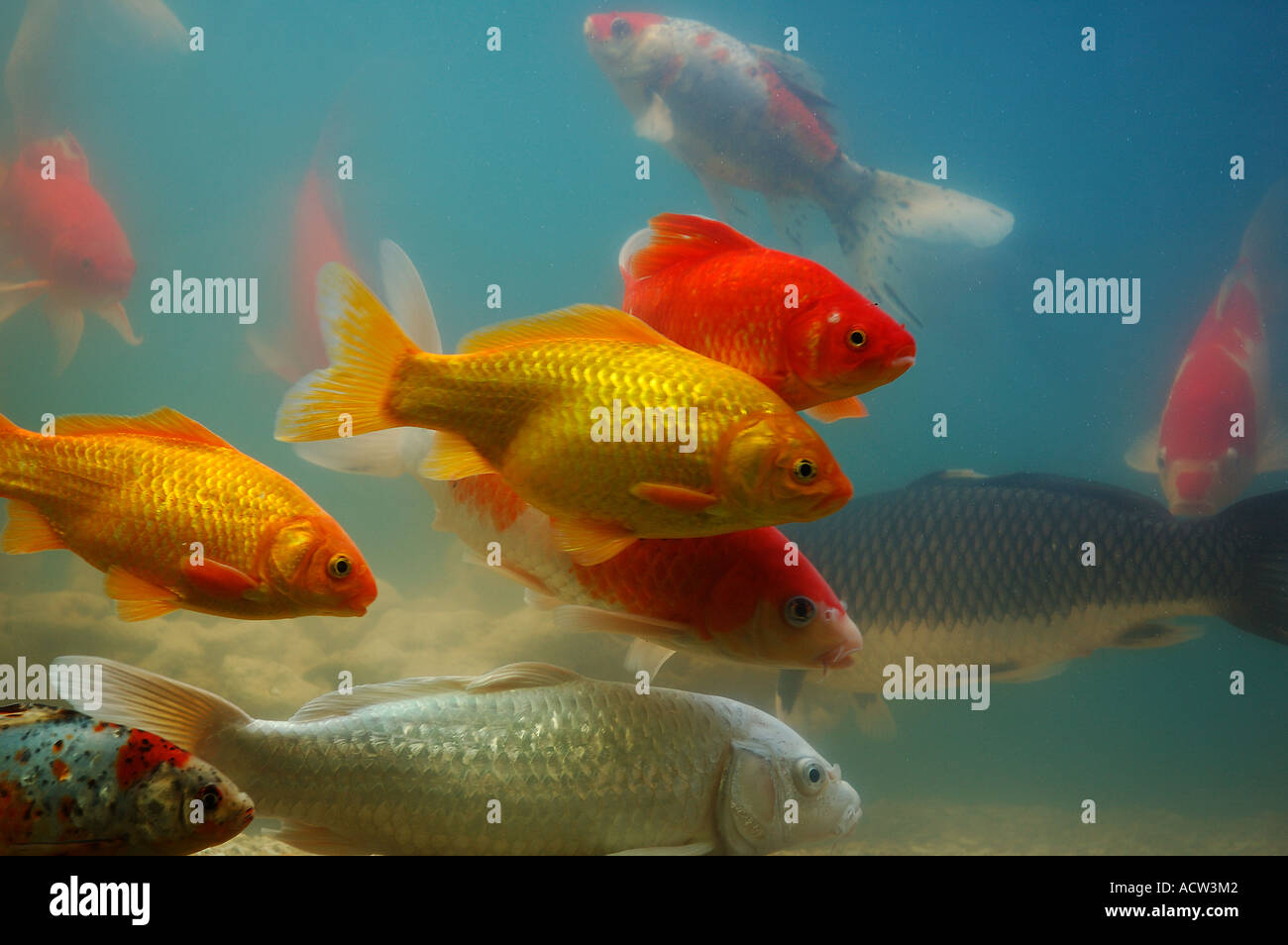 Goldfish in aquarium Stock Photo - Alamy